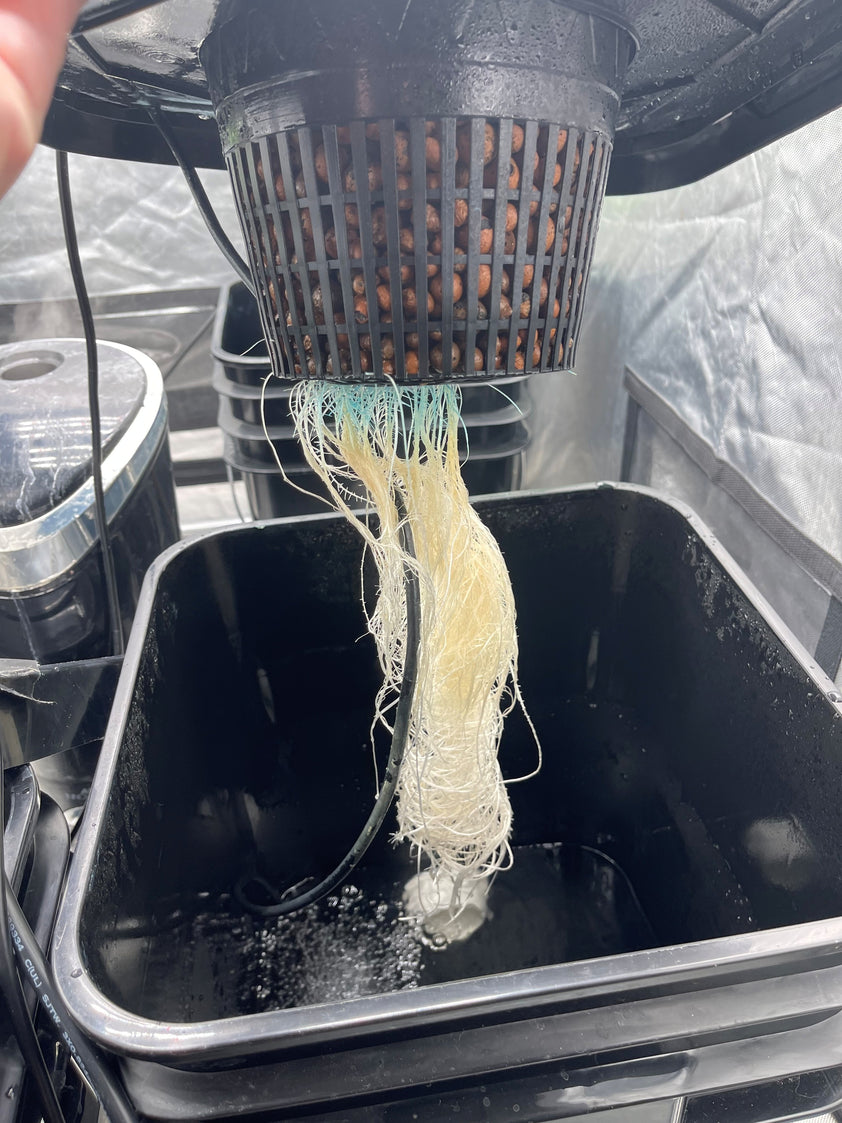 RDWC Hydroponic System 8 gallon 4-site, Recirculating DWC System ...